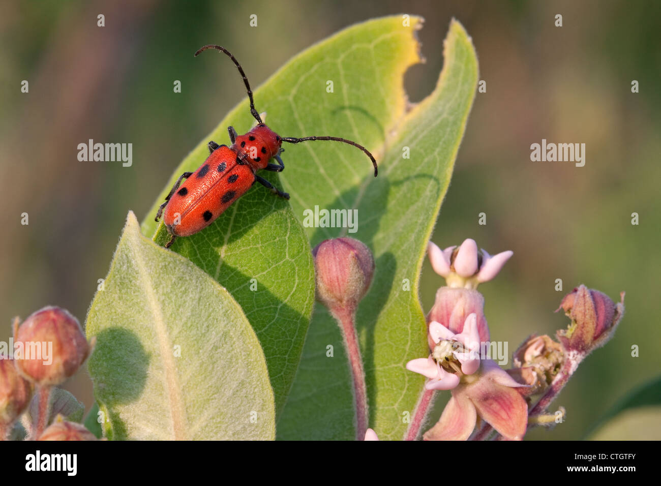 Red Milkweed Beetle Tetraopes tetrophthalmus on Common Milkweed flowers ...