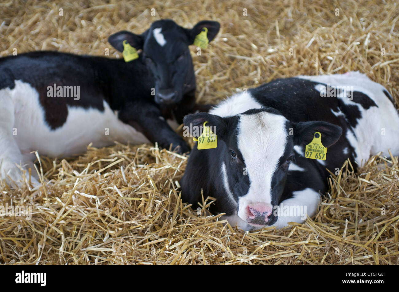 Friesian cattle hi-res stock photography and images - Alamy