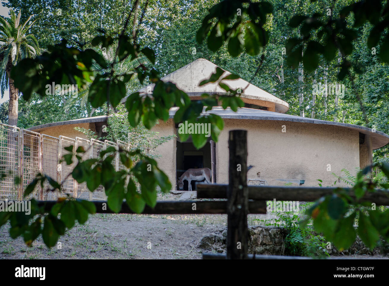 Donkey in stable hi-res stock photography and images - Alamy
