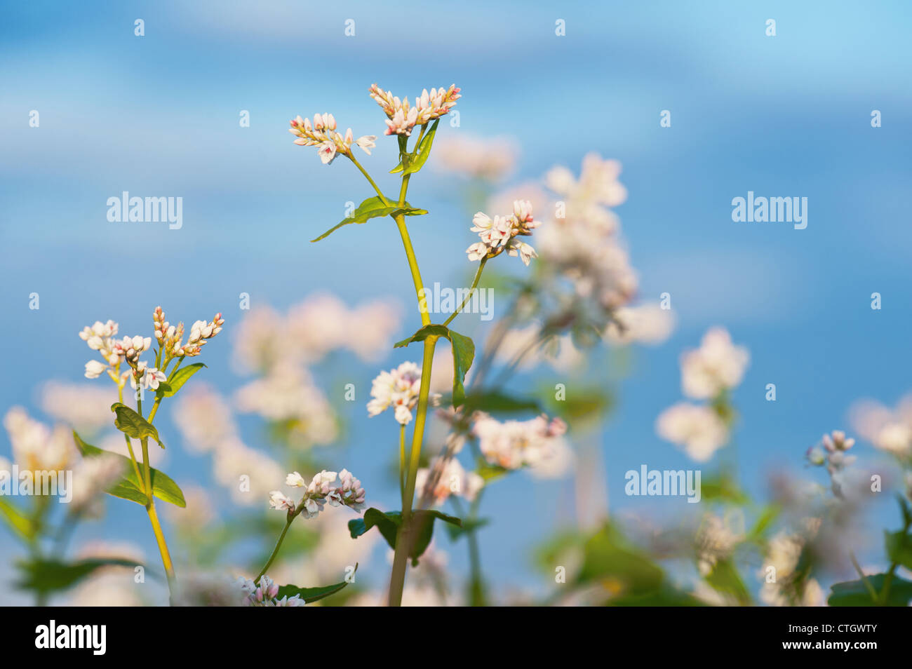 Buckwheat flower closeup Stock Photo - Alamy