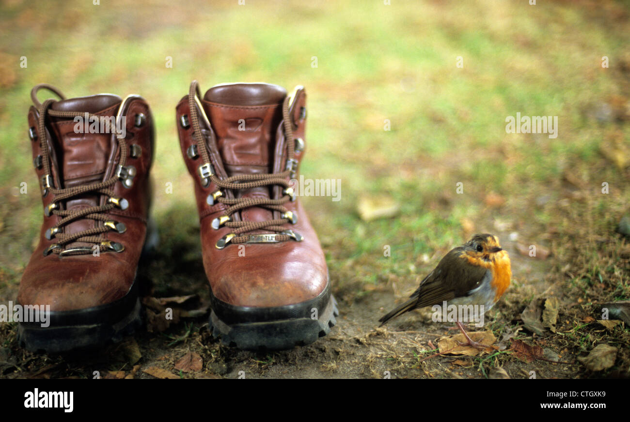 Robin and walking boots Stock Photo - Alamy