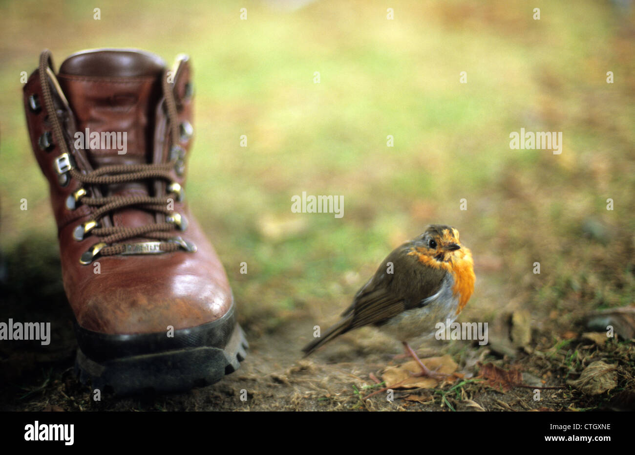 Robin and walking boots Stock Photo - Alamy