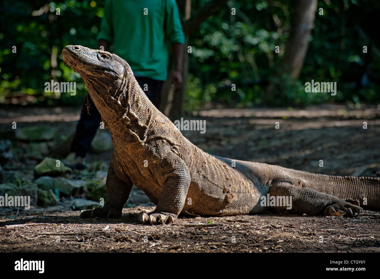 The Komodo dragon is a large species of lizard found in the Indonesian ...