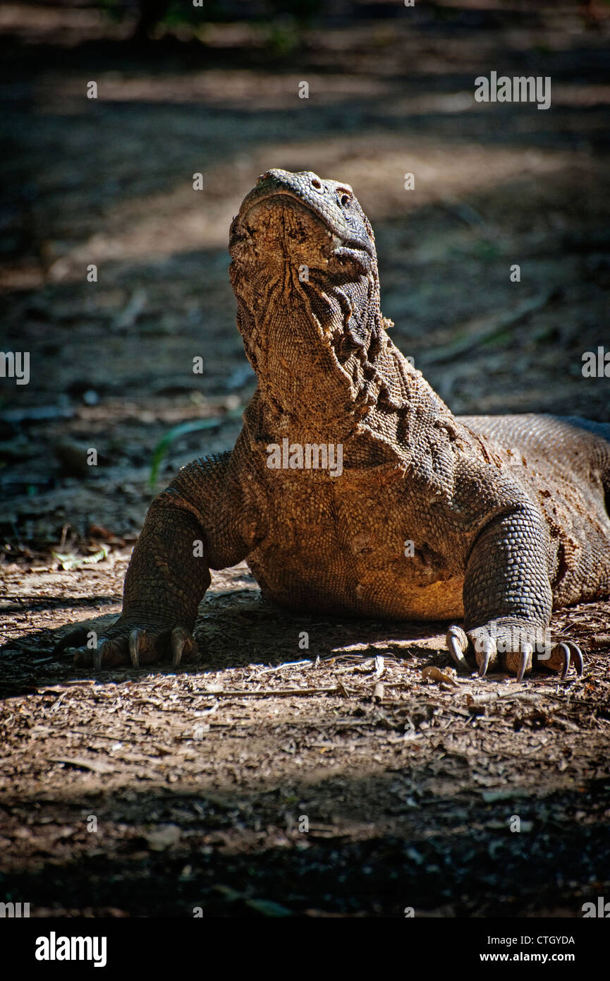 Komodo dragon claw hi-res stock photography and images - Alamy