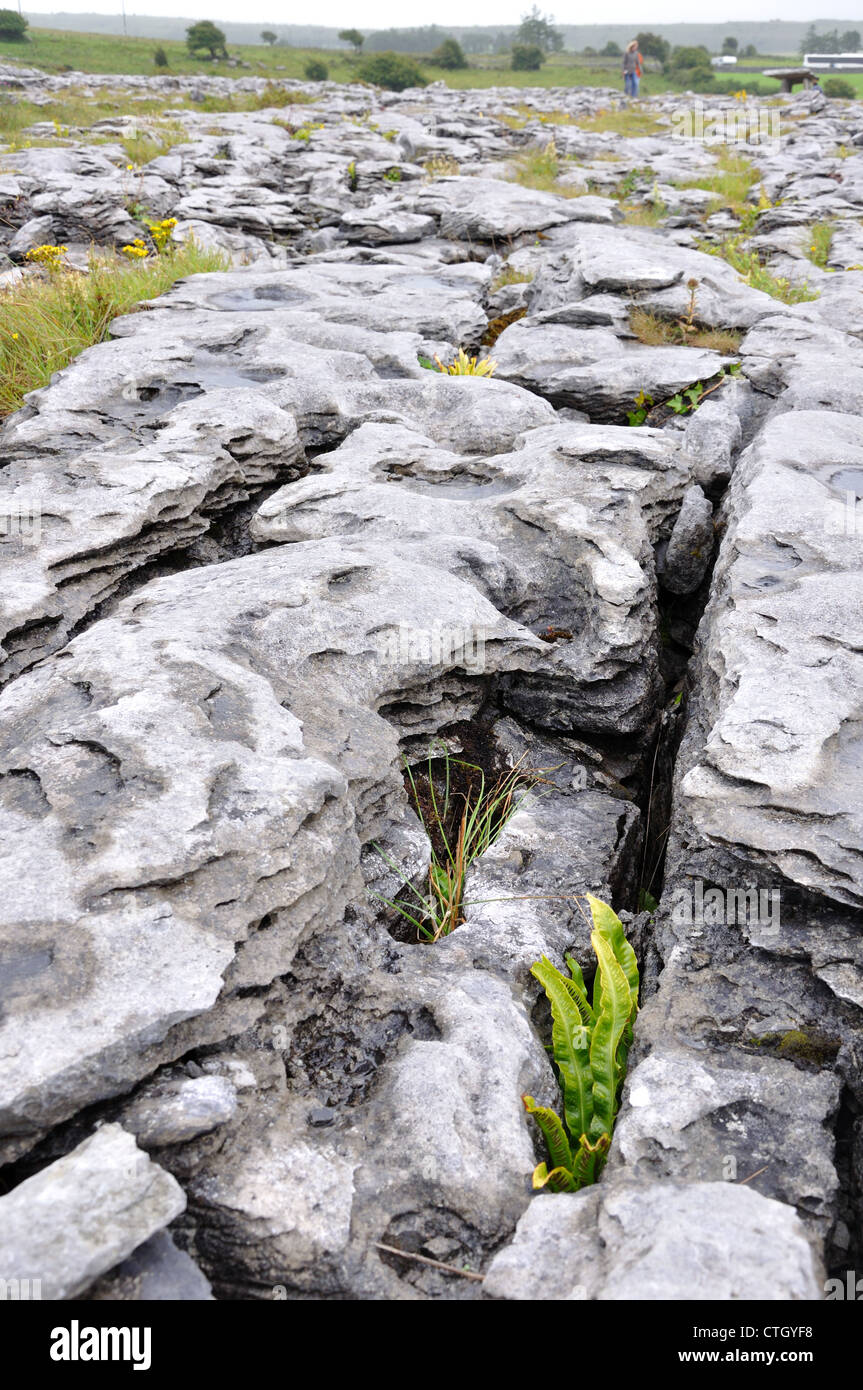 Frost wedging hi-res stock photography and images - Alamy