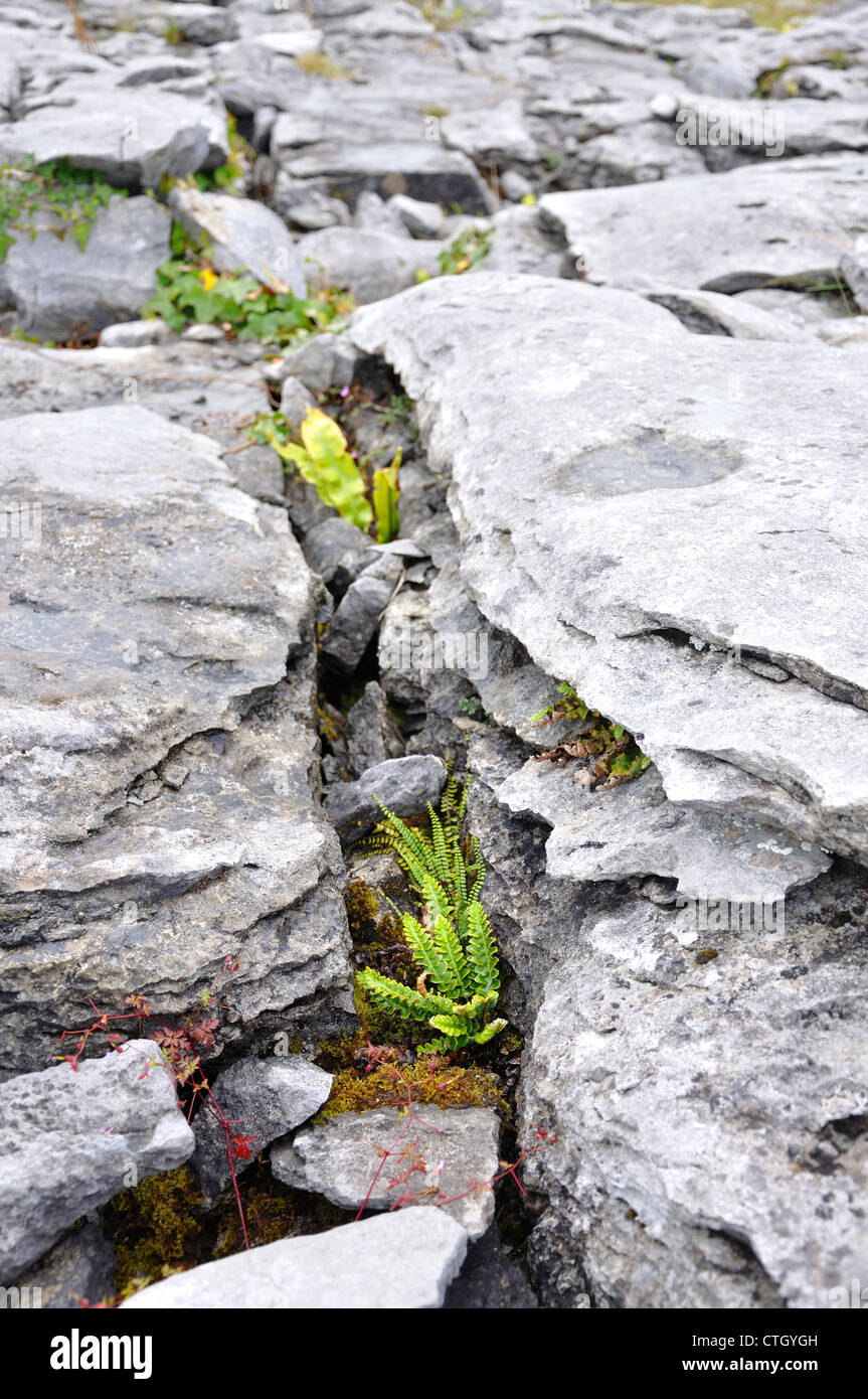 The Burren County Clare Ireland Curry