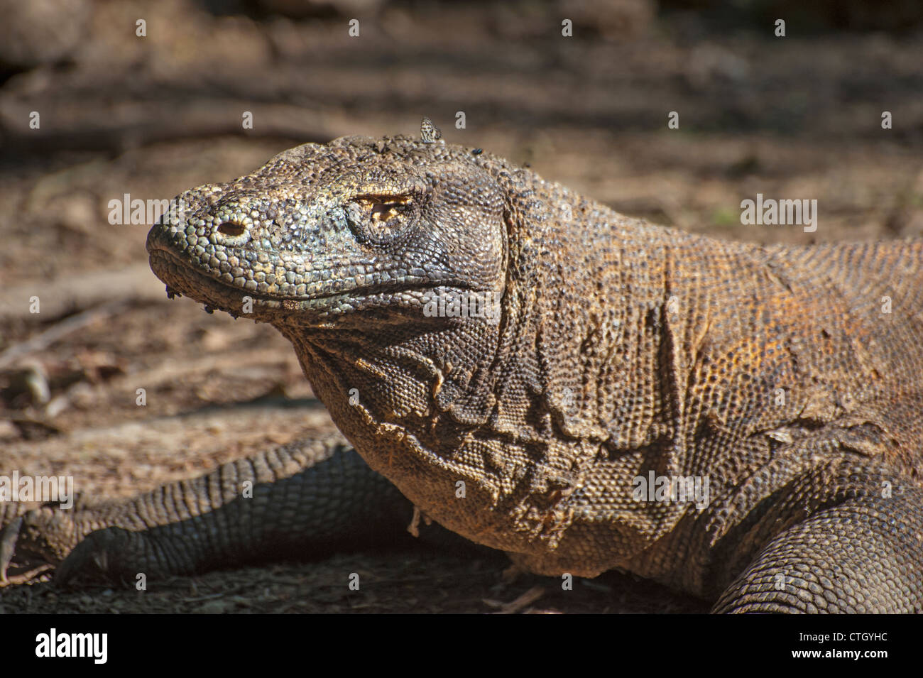 Scary komodo dragon large claws hi-res stock photography and images - Alamy