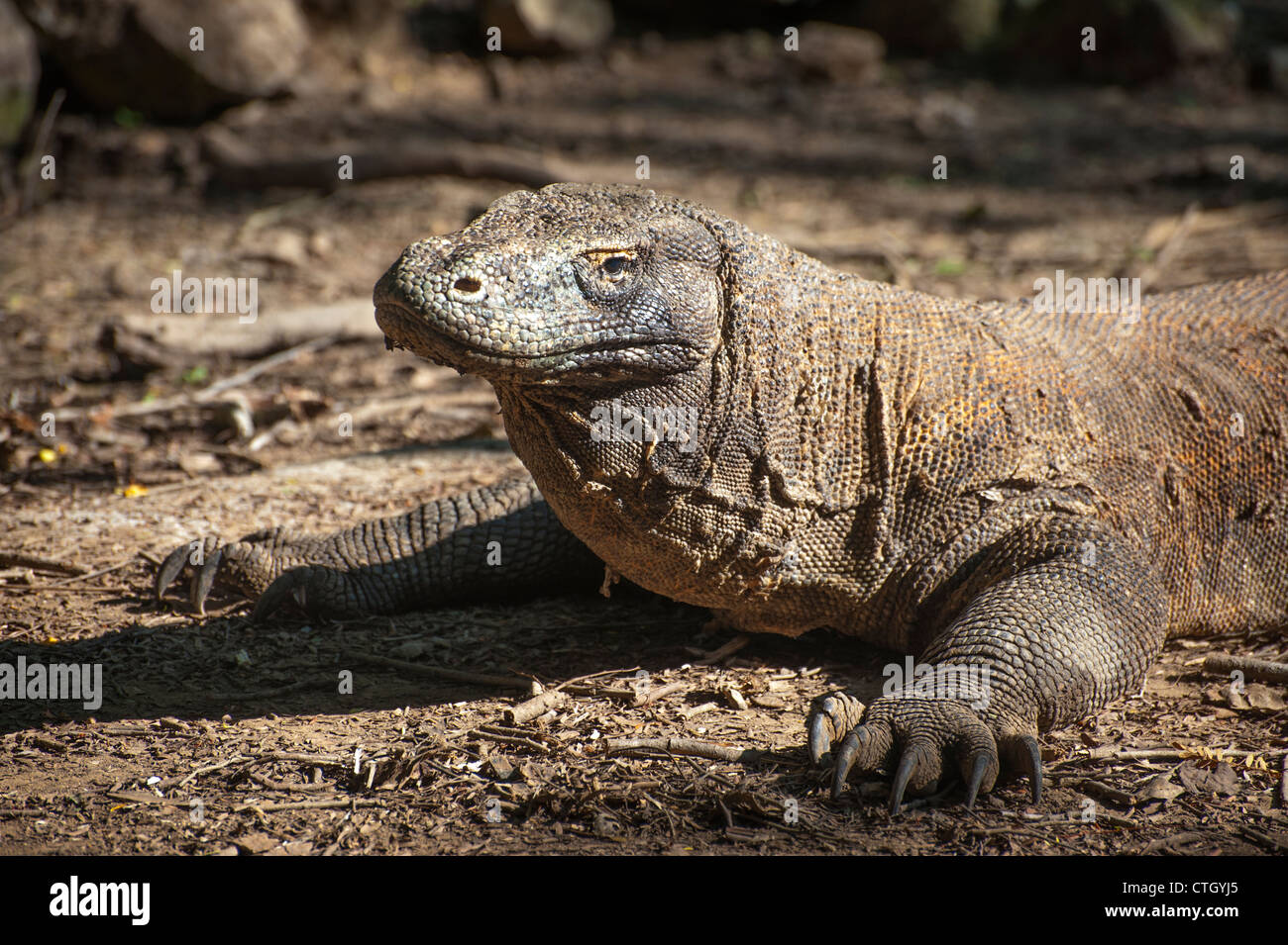 Scary komodo dragon large claws hi-res stock photography and images - Alamy