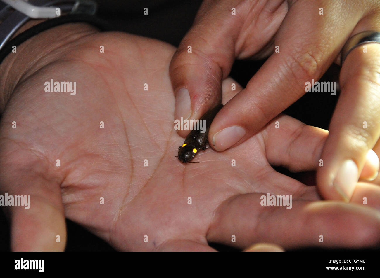 Headlight click beetle Costa Rica Stock Photo - Alamy