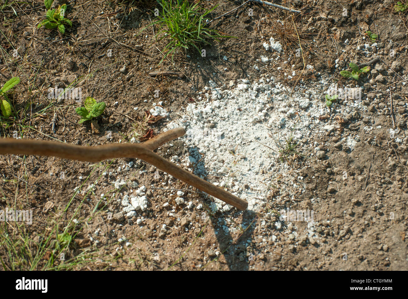 A guide in Komodo National Park points with his forked stick to some ...