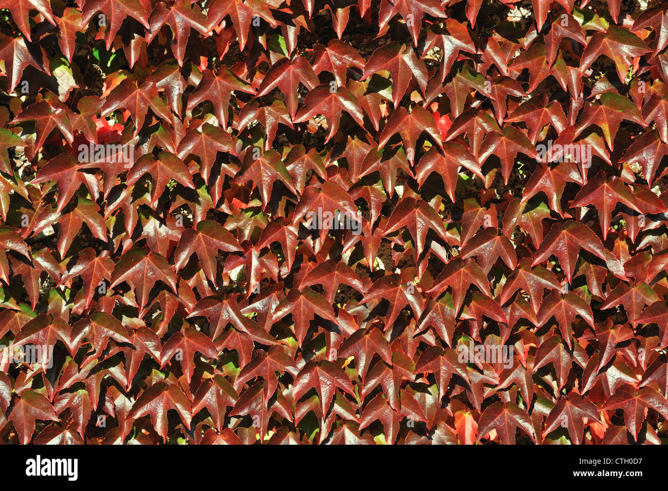 Red vine leaves hi-res stock photography and images - Alamy