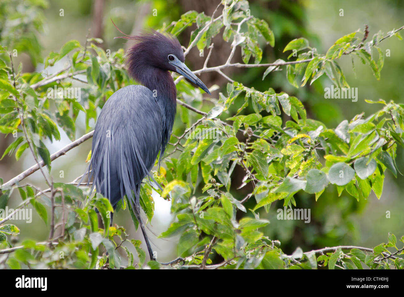 Little blue heron in breeding plumage hi-res stock photography and ...