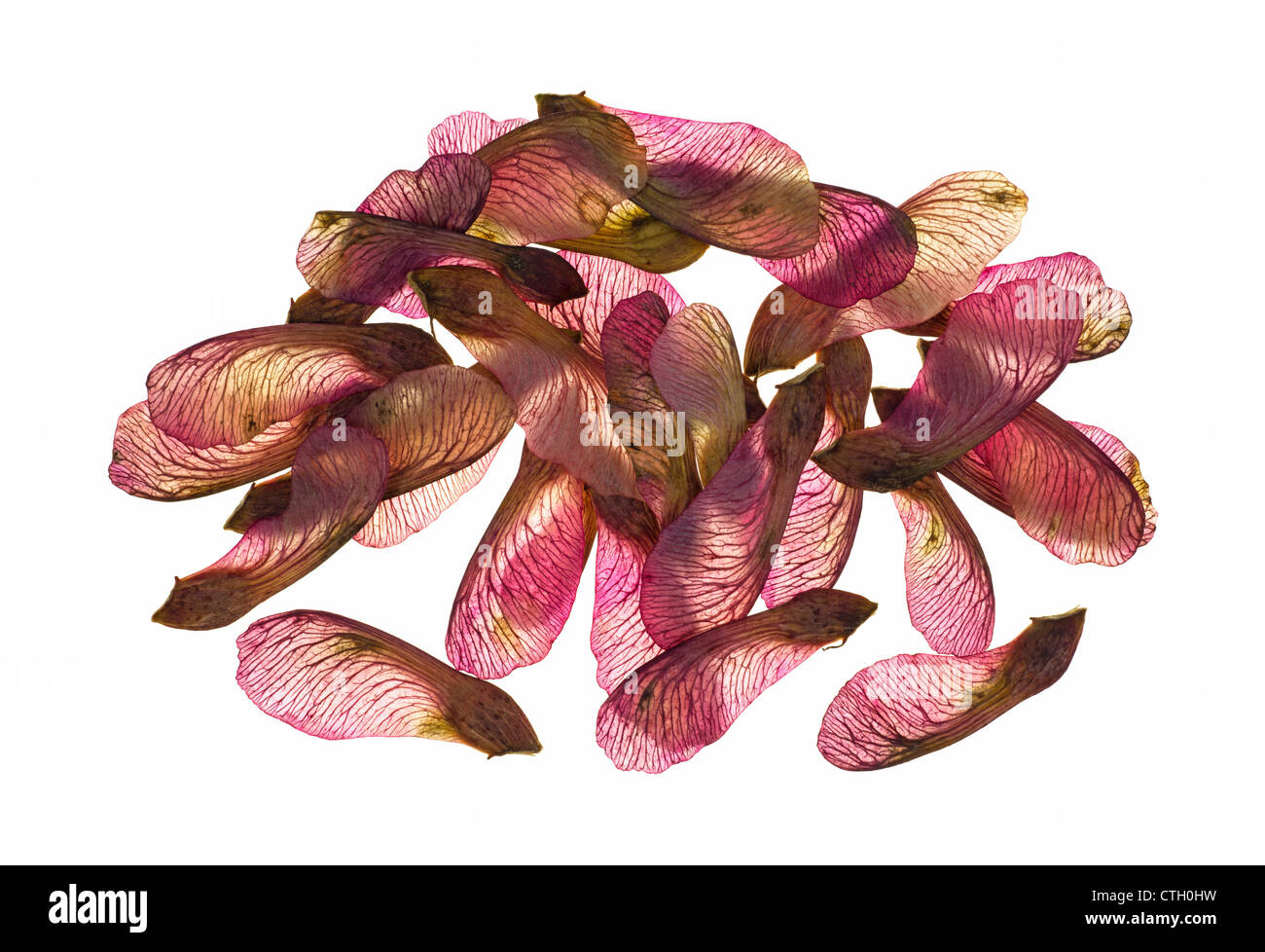 Group of red maple tree seeds Stock Photo - Alamy