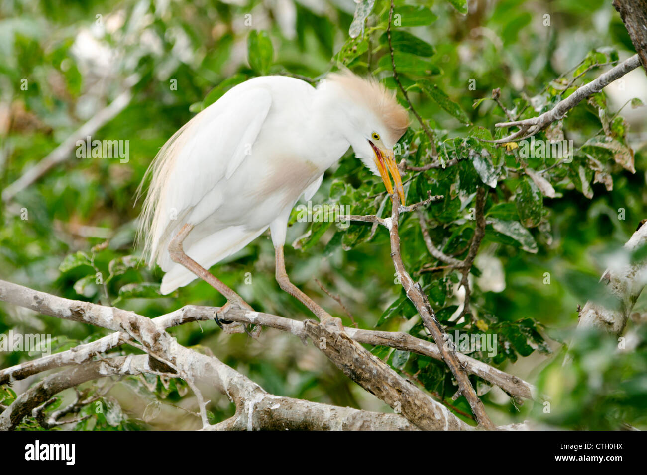 Bird gathering sticks hi-res stock photography and images - Alamy