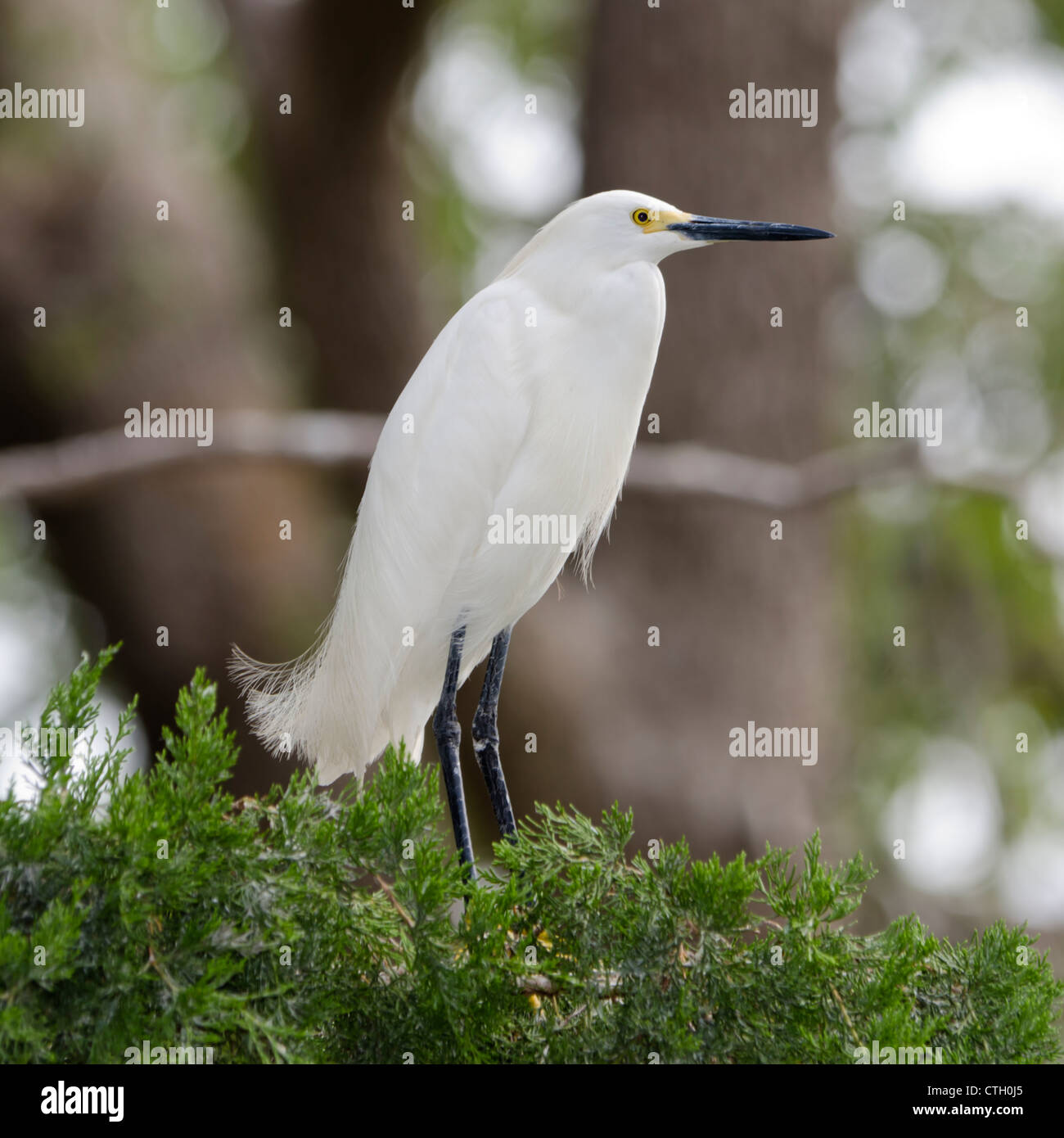 Perch snowy egret tree hi-res stock photography and images - Alamy