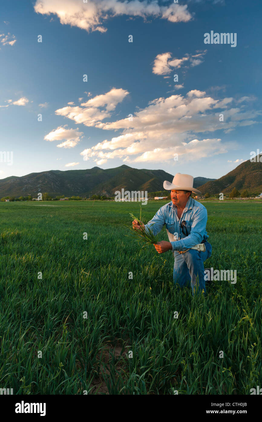 Hispanic man looking at crop Stock Photo - Alamy