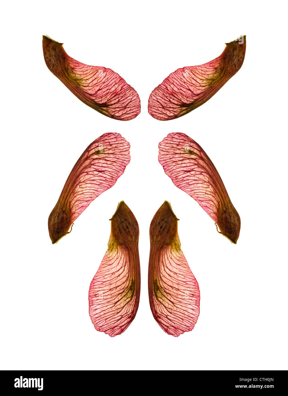 Red maple tree seeds Stock Photo - Alamy