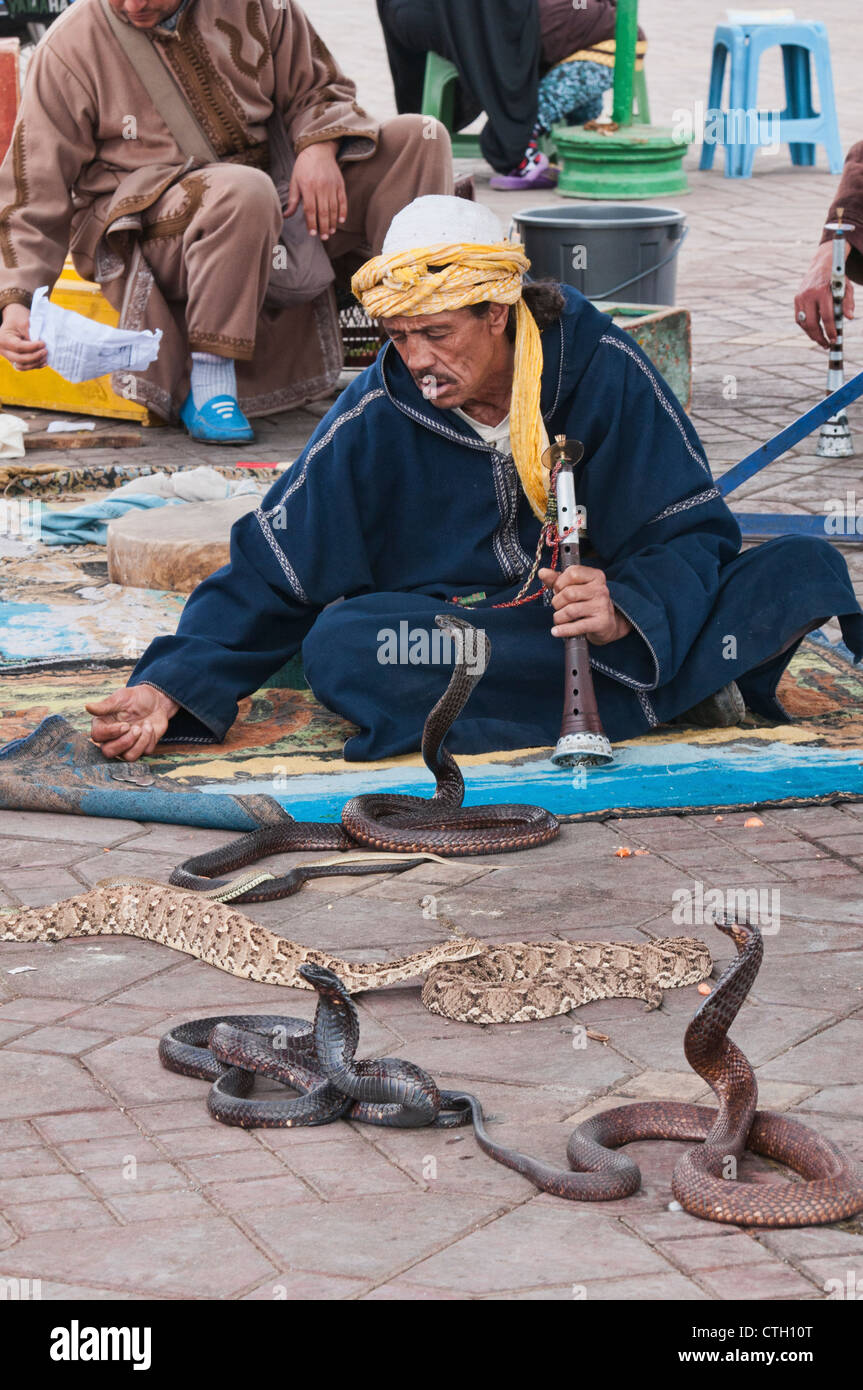 Most dangerous snake in morocco hi-res stock photography and images - Alamy