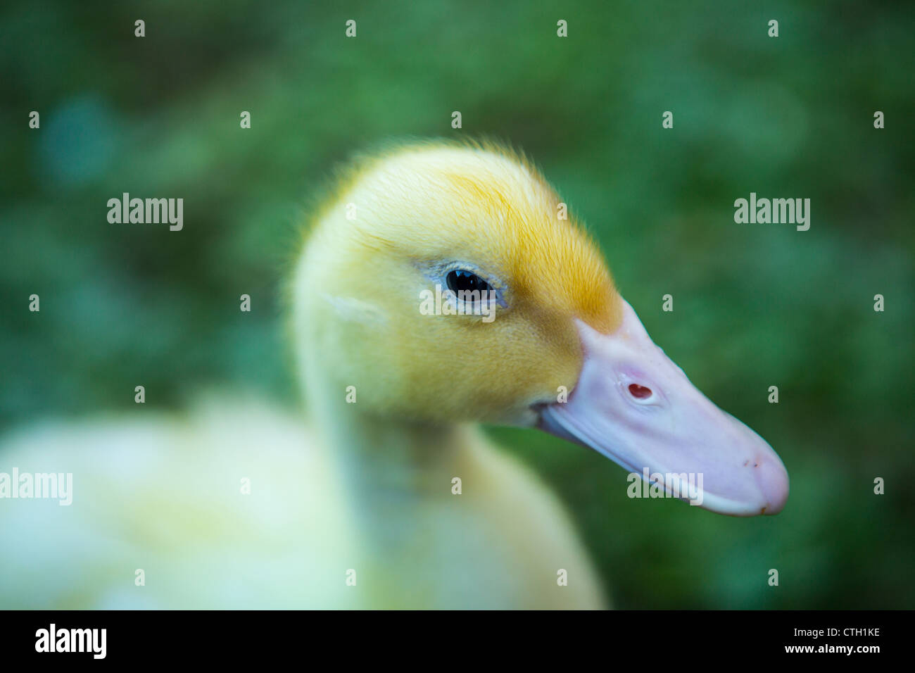 Closeup baby duck Stock Photo - Alamy