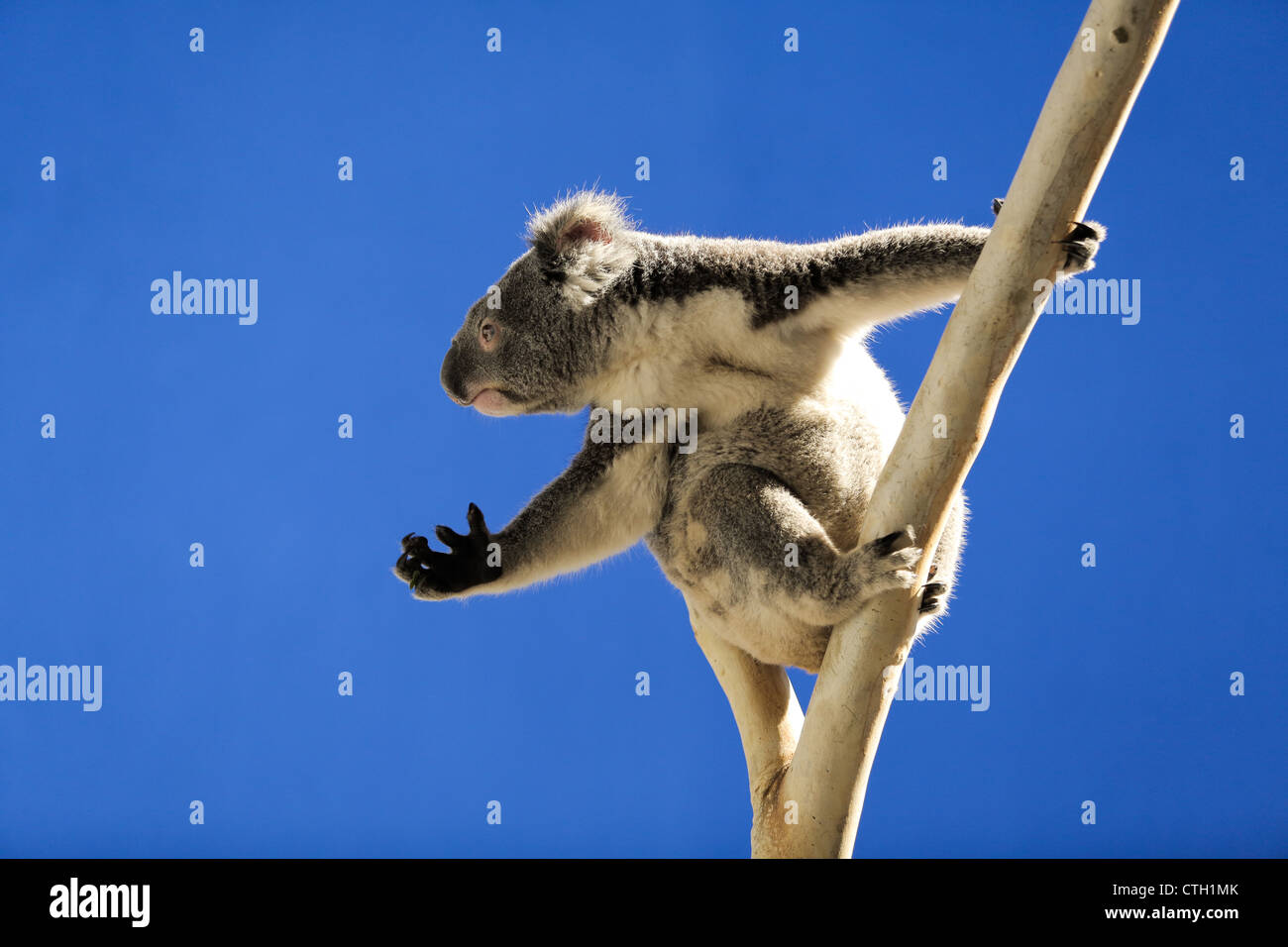 Reaching Koala bear Stock Photo - Alamy