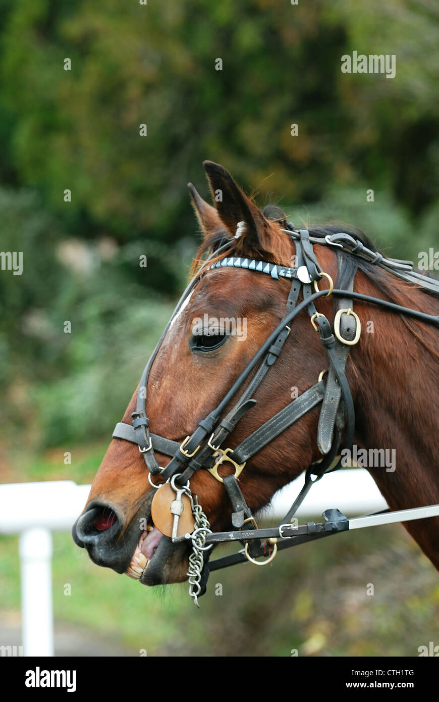 Equestrian sport hi-res stock photography and images - Alamy