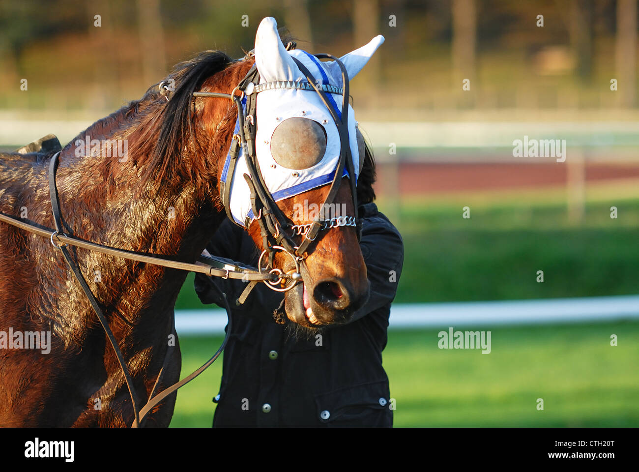 Standardbred horse hi-res stock photography and images - Alamy