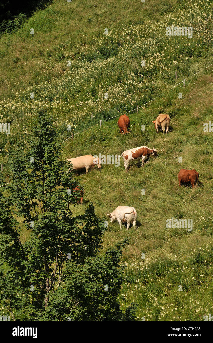 cattle grazing Livradois Forez Auvergne France Stock Photo - Alamy