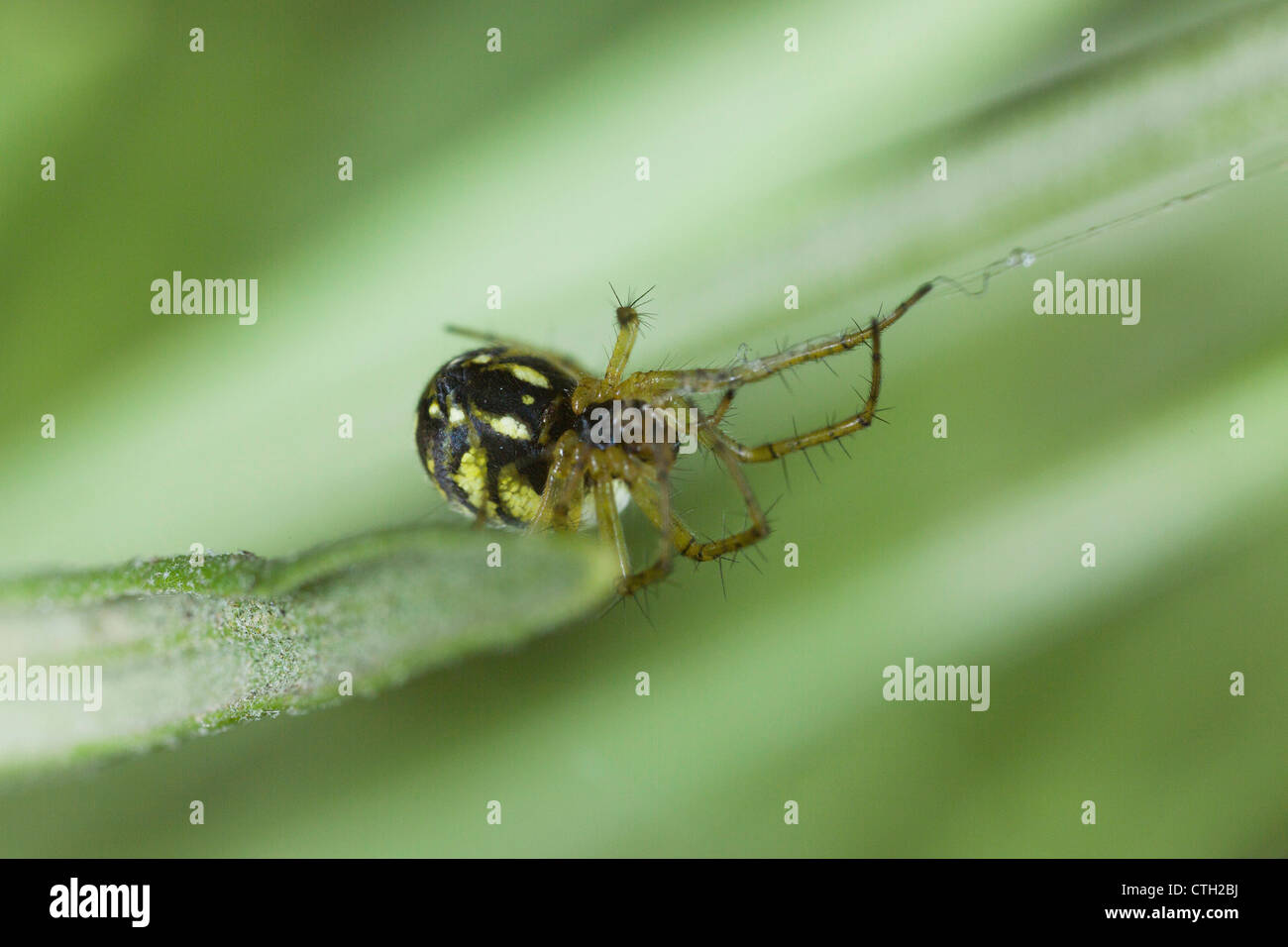 Triangularis hi-res stock photography and images - Alamy