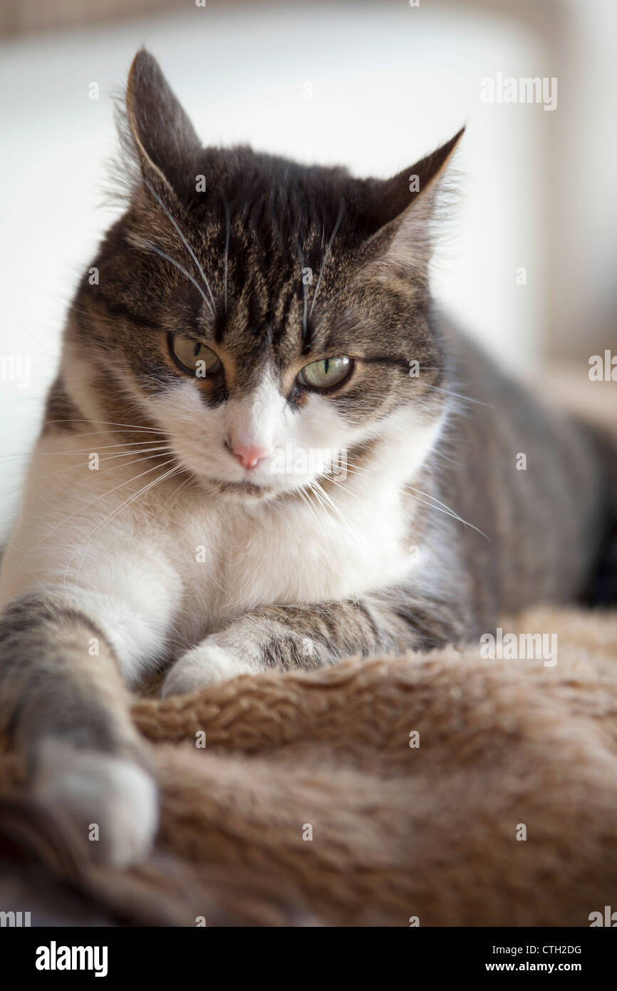 Miss cat hi-res stock photography and images - Alamy