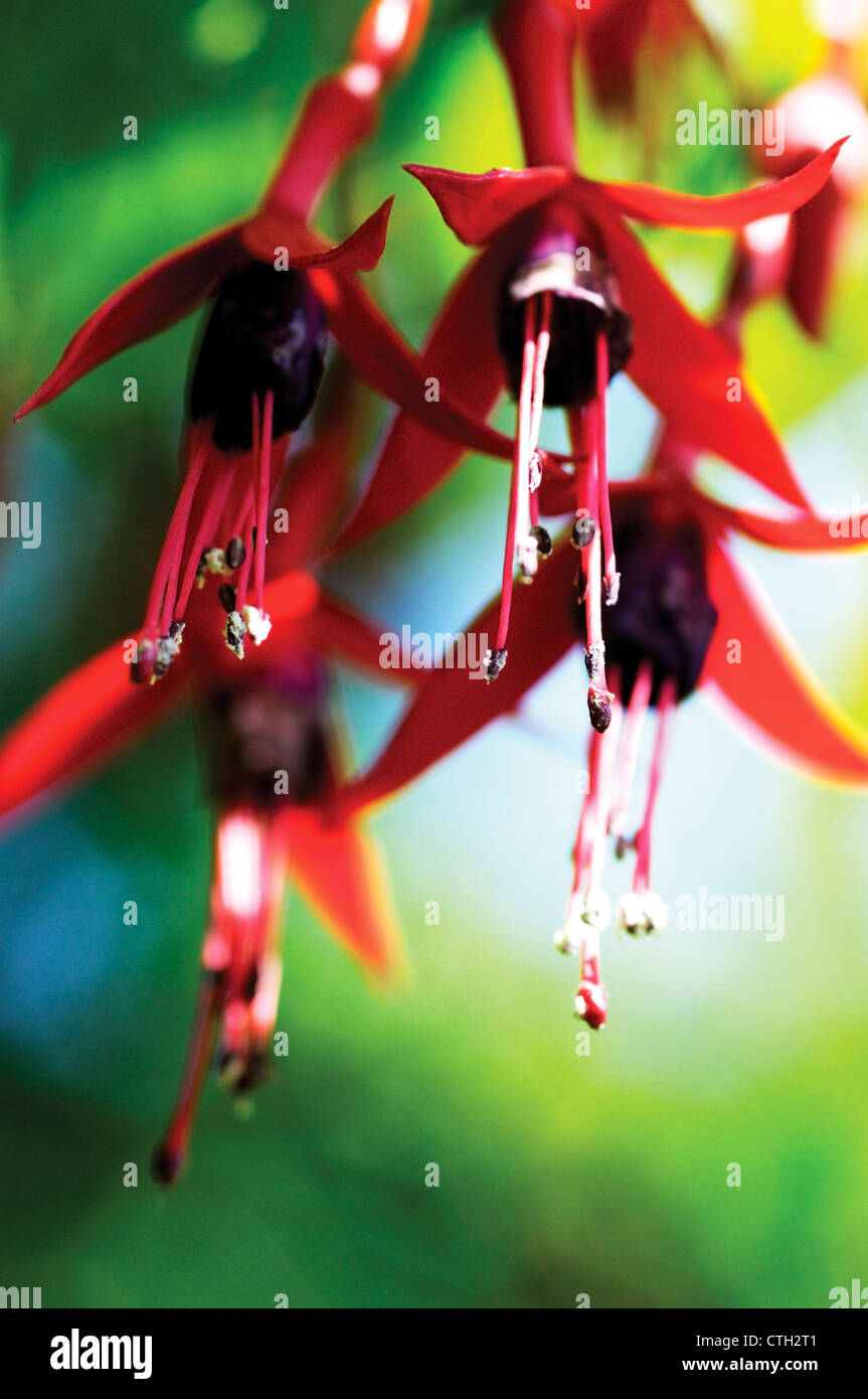 Fuchsia stamen hi-res stock photography and images - Alamy