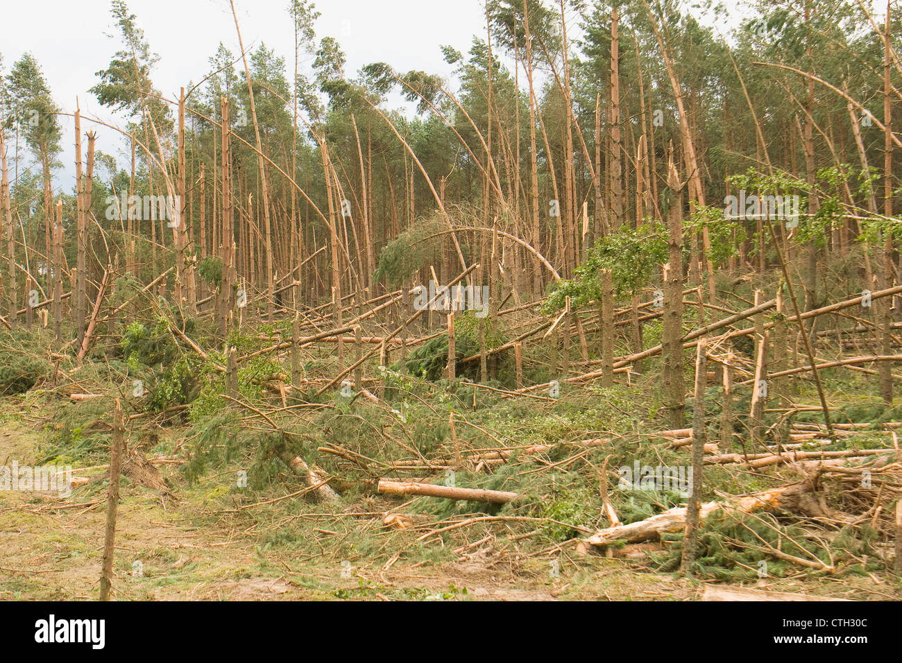 Tornado damage to trees hi-res stock photography and images - Alamy