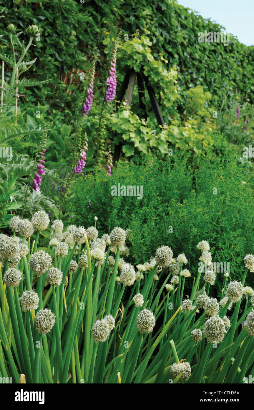Allium bulb planting hi-res stock photography and images - Alamy