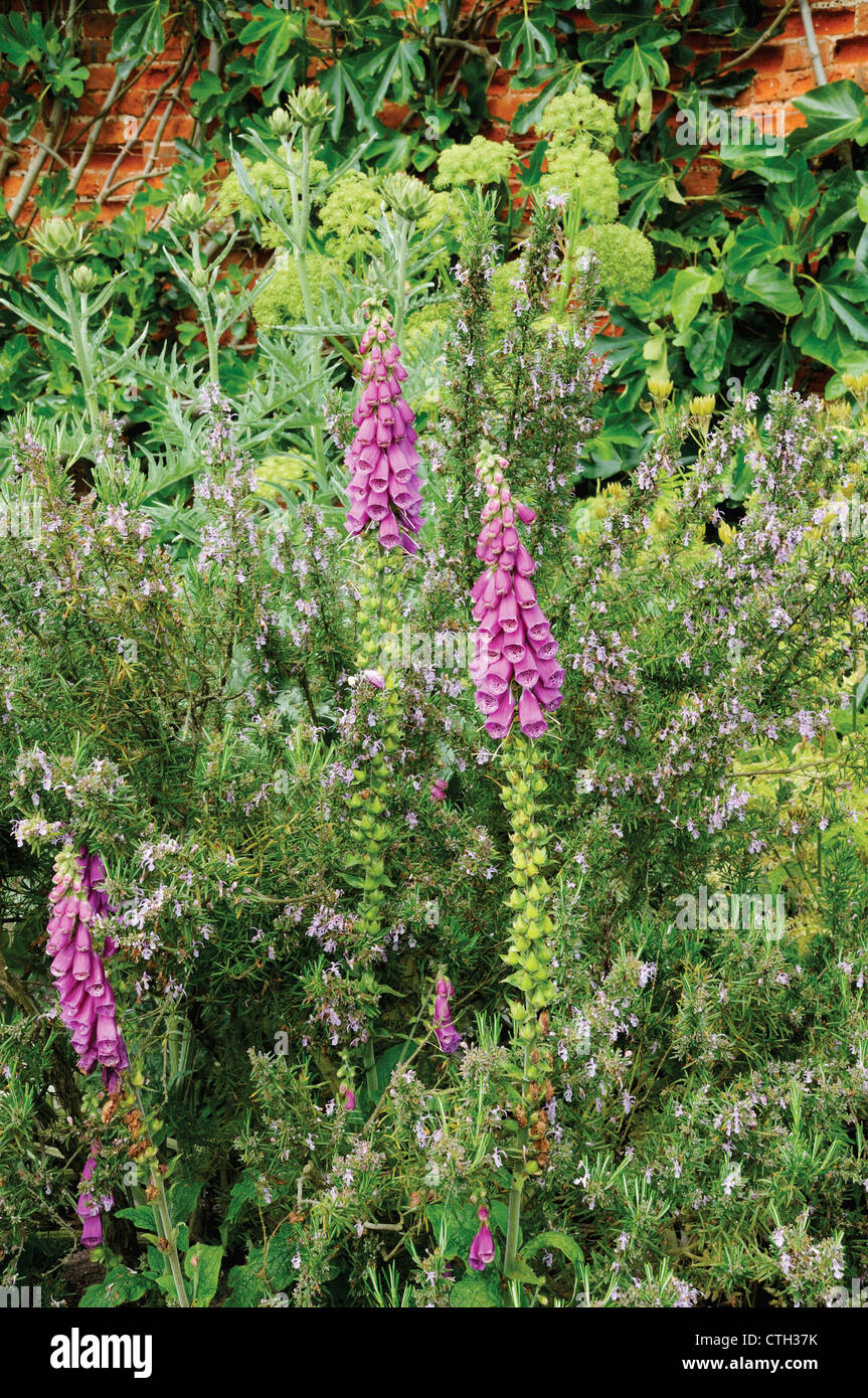 Foxglove in a border hi-res stock photography and images - Alamy