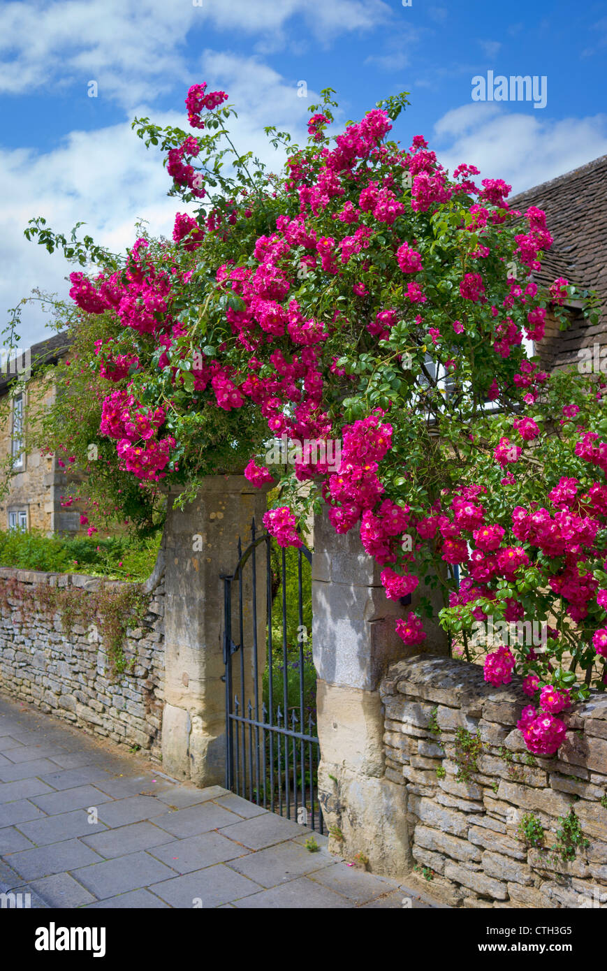 Pink rambler roses over town house entrance gate in Melksham Wiltshire ...