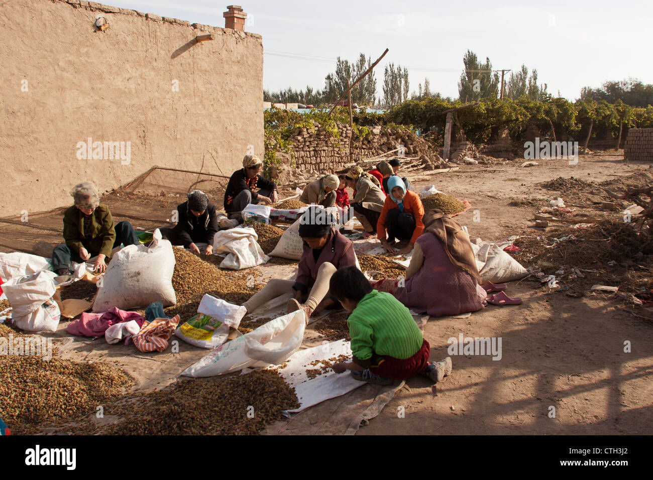 Uighur women and girls sort raisins in Turpan, Xinjiang, China Stock ...