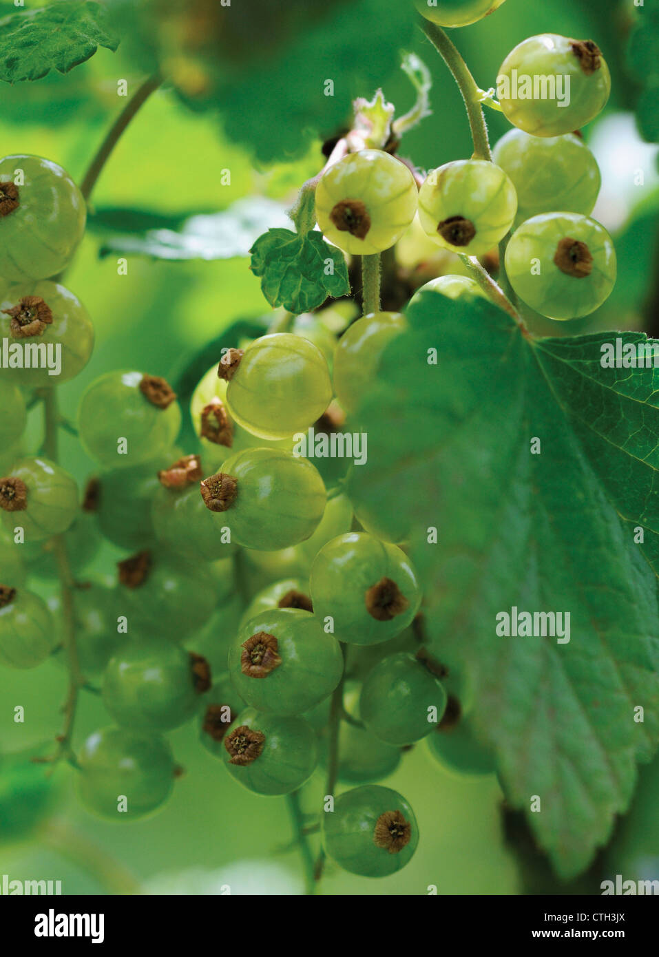 Ribes rubrum, sativum 'Rovada', Currant, Redcurrant Stock Photo - Alamy