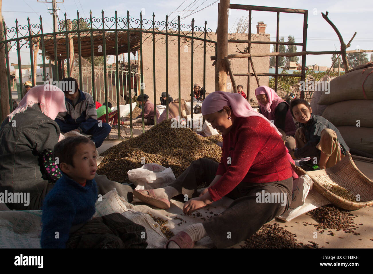 Uighur women and girls sort raisins in Turpan, Xinjiang, China Stock ...