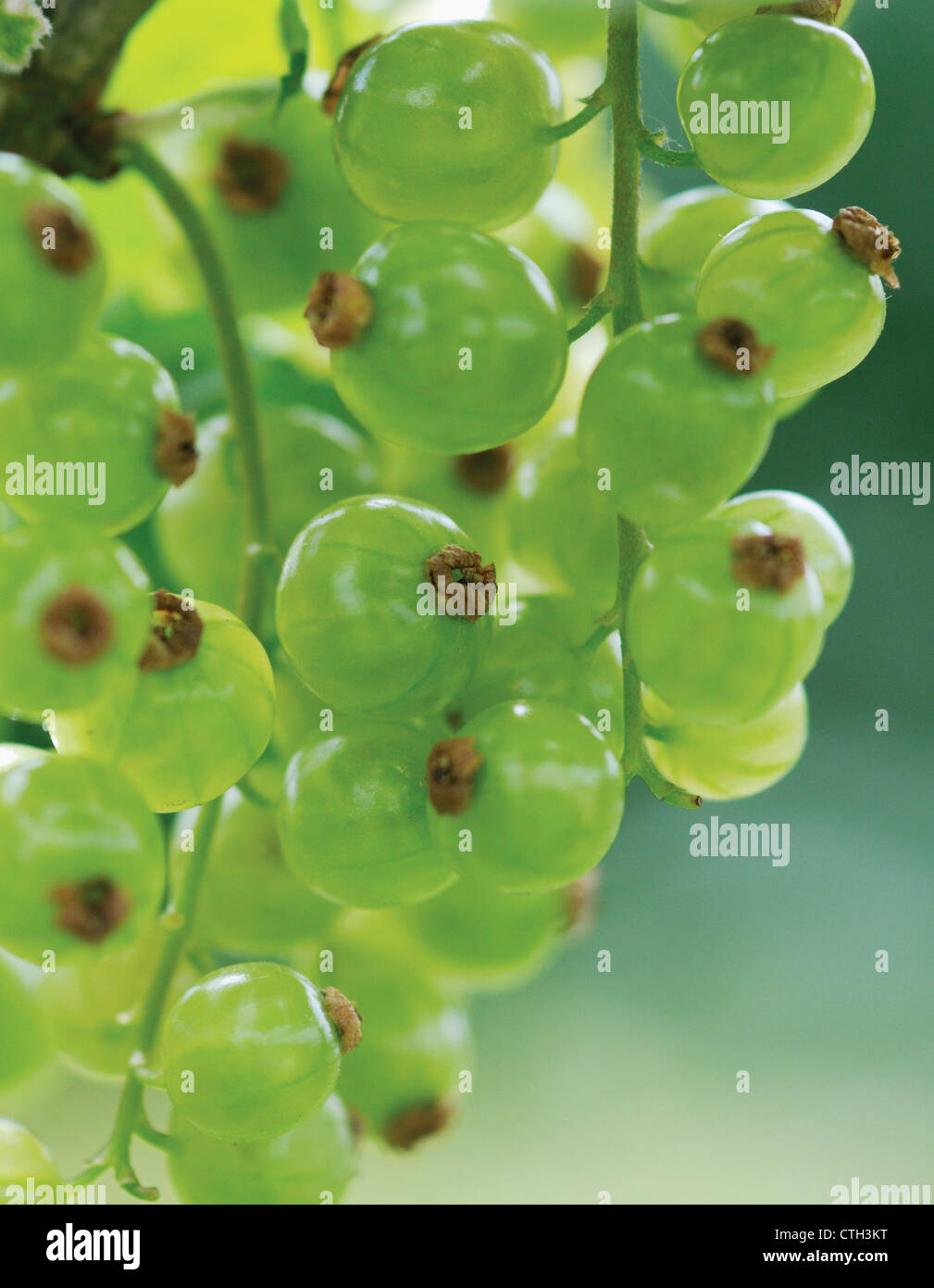 Ribes rubrum, sativum 'Rovada', Currant, Redcurrant Stock Photo - Alamy