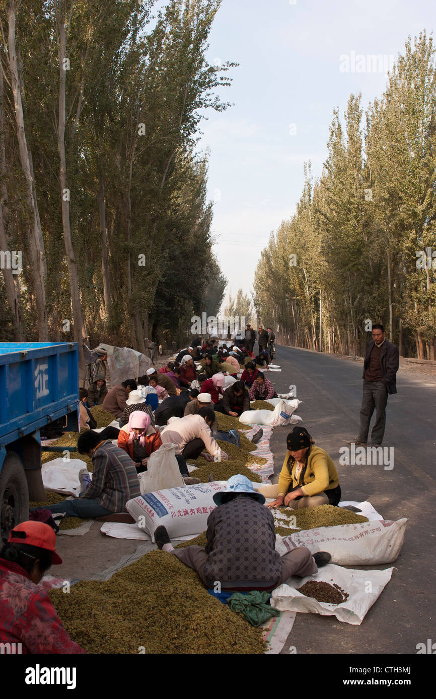 Uighur women and girls sort raisins in Turpan, Xinjiang, China Stock ...
