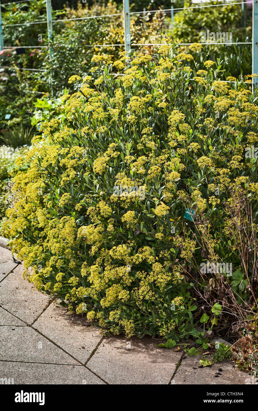 Bupleurum fruticosum hi-res stock photography and images - Alamy