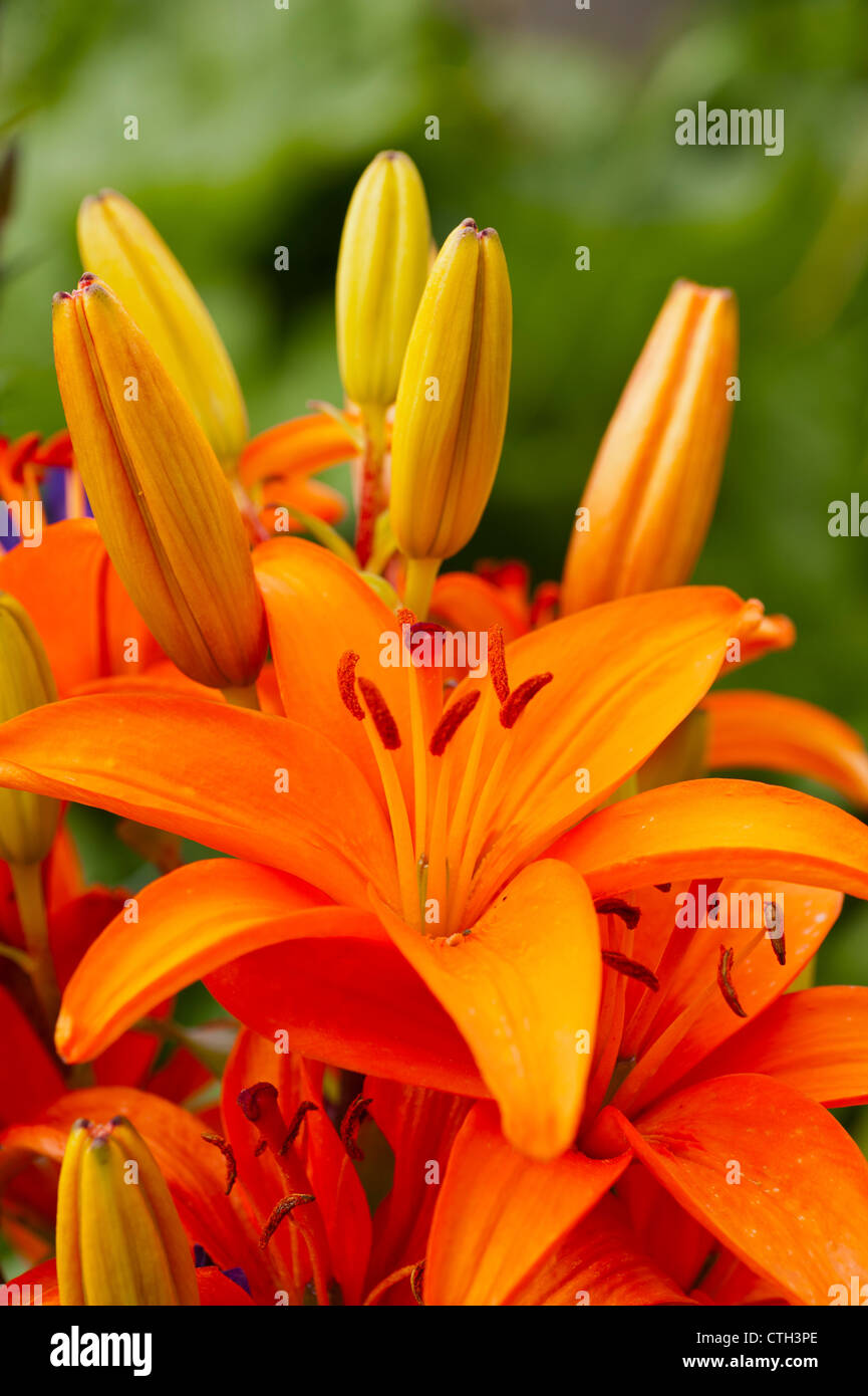 Lily Taken at Garden Amlwch Anglesey North Wales Uk Stock Photo - Alamy