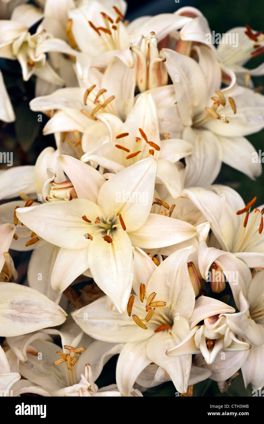 Lily Taken at Garden Amlwch Anglesey North Wales Uk Stock Photo - Alamy