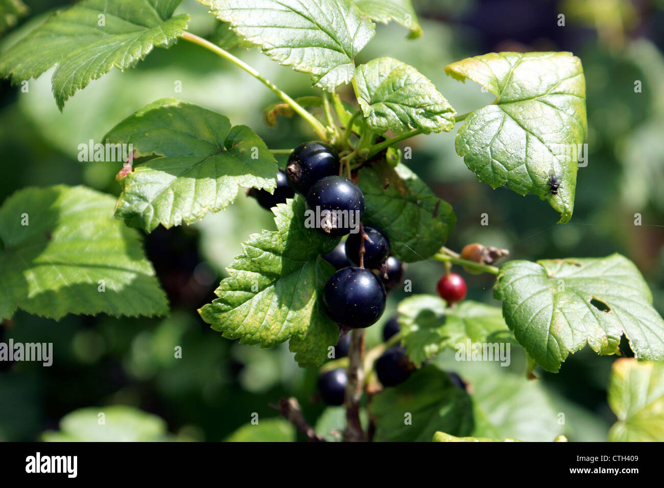 Kir royale blackcurrant hi-res stock photography and images - Alamy