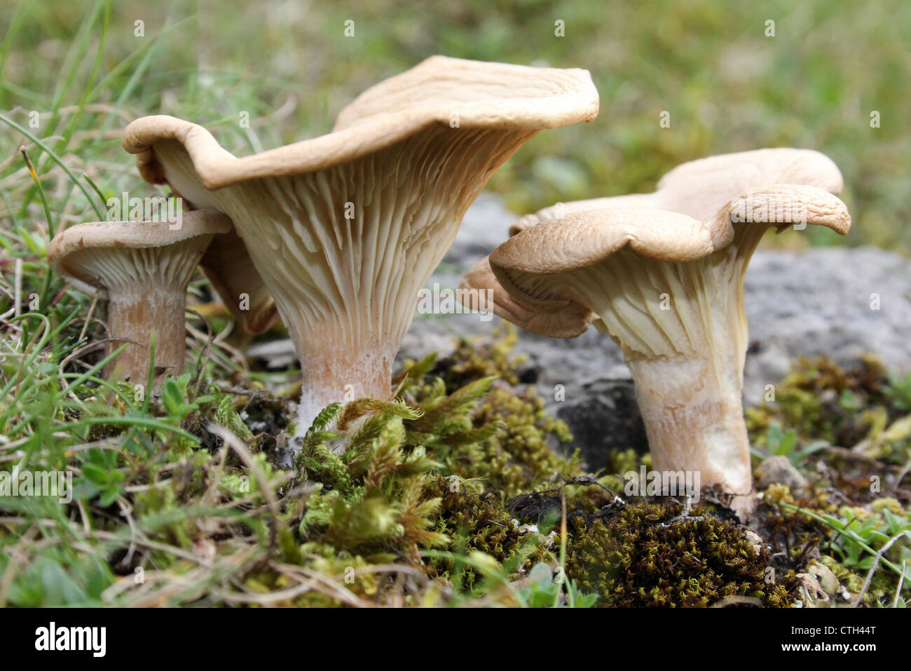 Buff mushroom hi-res stock photography and images - Alamy