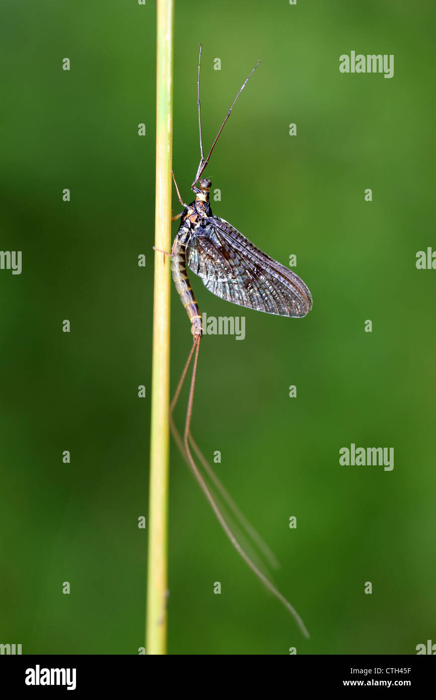 Mayflies England High Resolution Stock Photography and Images - Alamy
