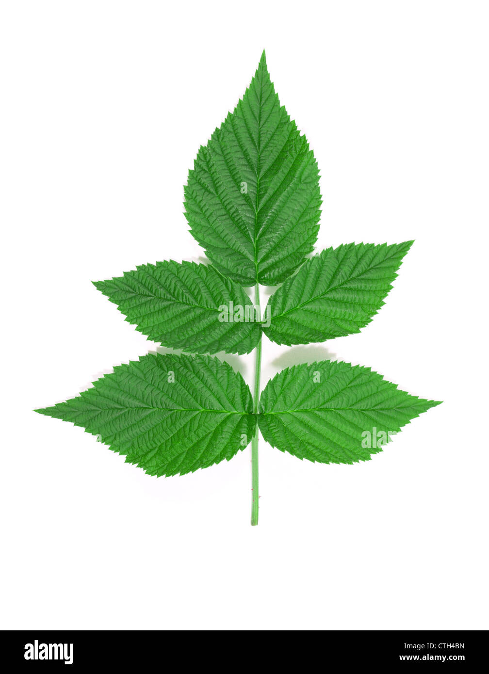 Colorful raspberry leaf isolated on white background Stock Photo - Alamy