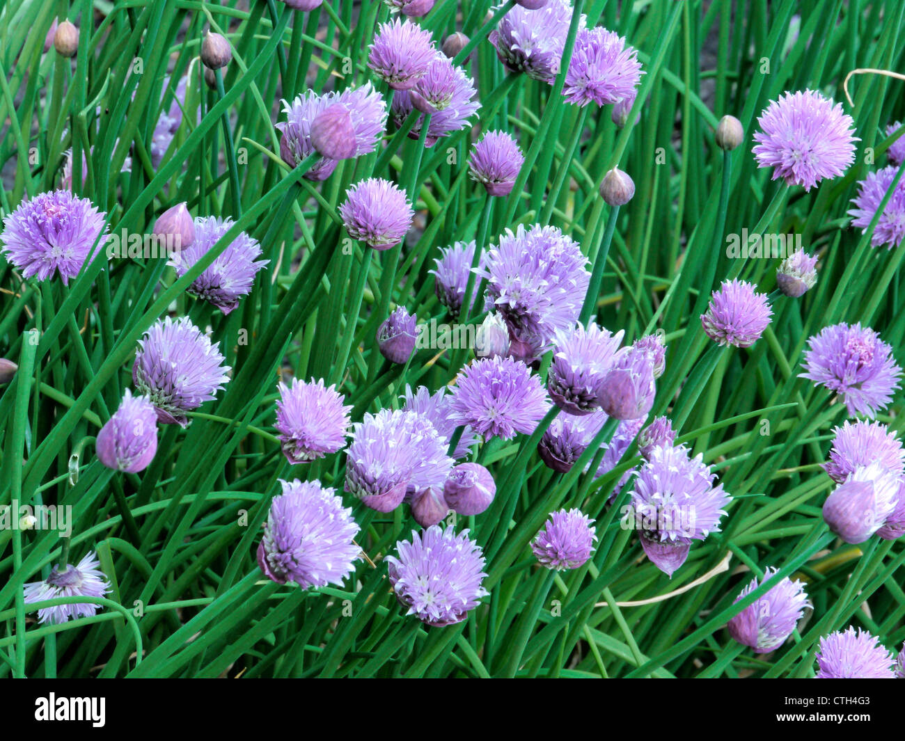 group of chives Stock Photo - Alamy