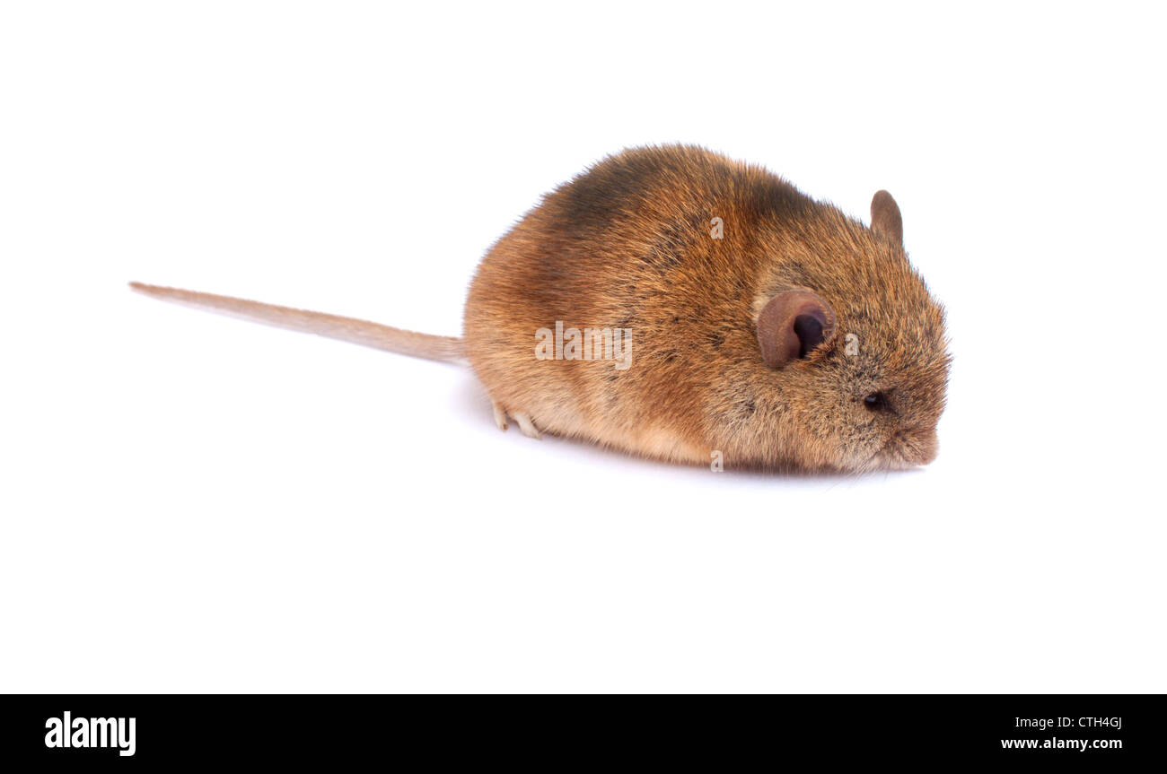 Cute little mouse that is smelling something Stock Photo - Alamy