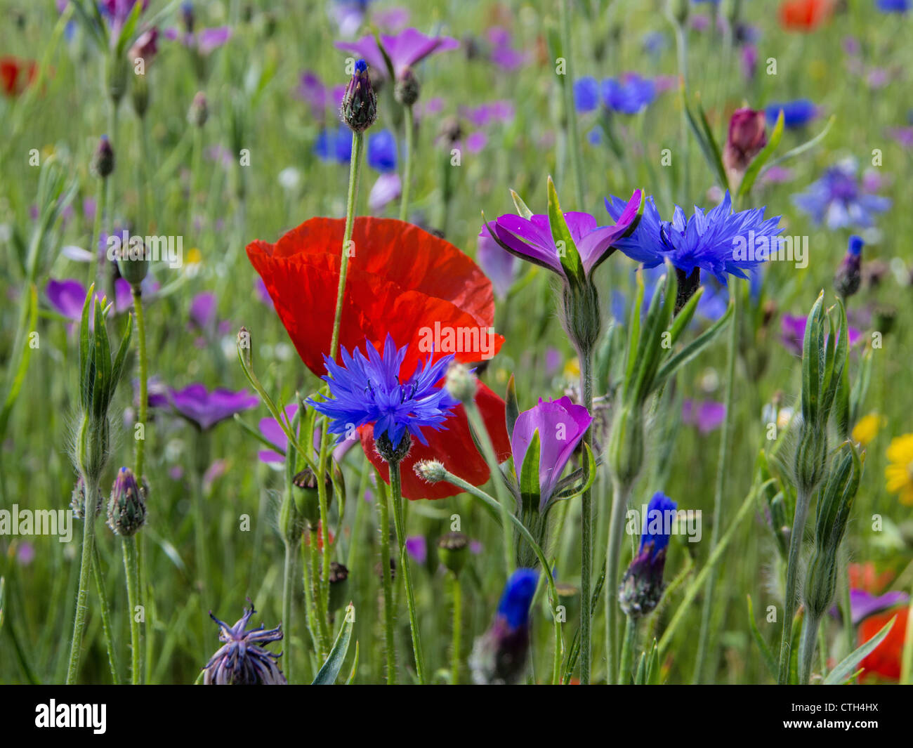 flowers in meadow Stock Photo - Alamy