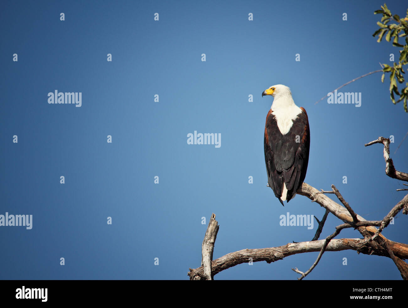 fishing eagle in luangwa national park zambia Stock Photo - Alamy